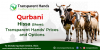 Qurbani Hissa 2026 Prices and Options